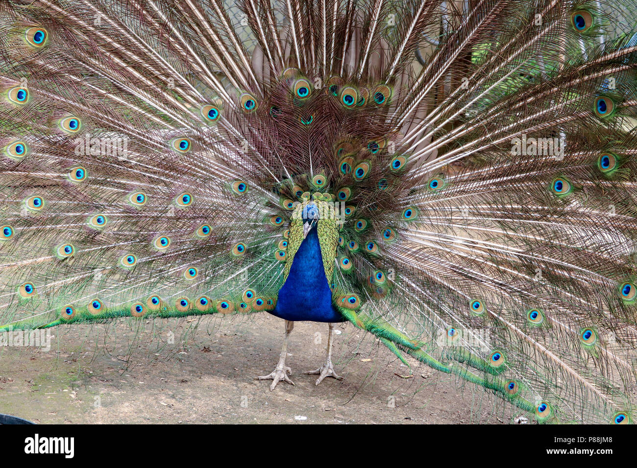 Strutting peacock hi-res stock photography and images - Alamy