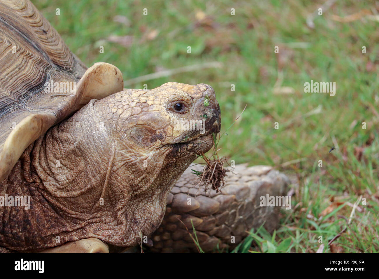 Testudinoidea hi-res stock photography and images - Alamy