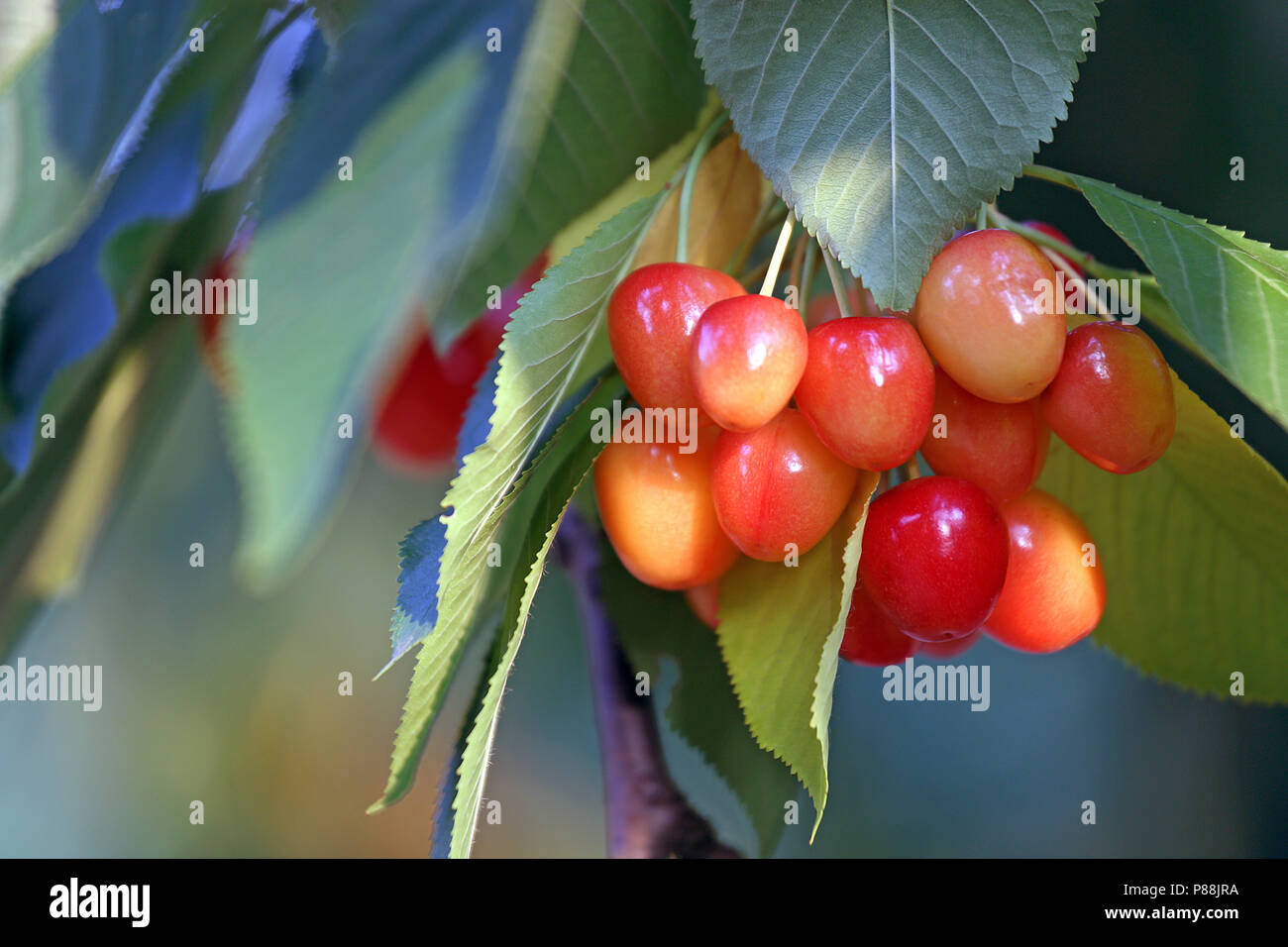 Red cherries growing on tree, Bonnieux, Provence, France, Europe Stock ...