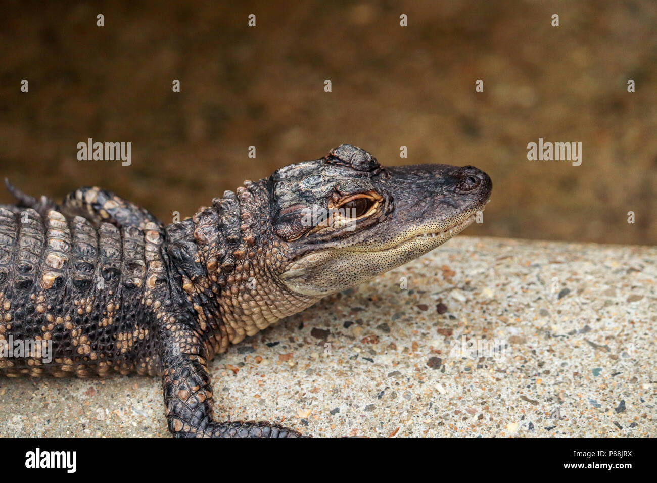 Baby croc hi-res stock photography and images - Alamy