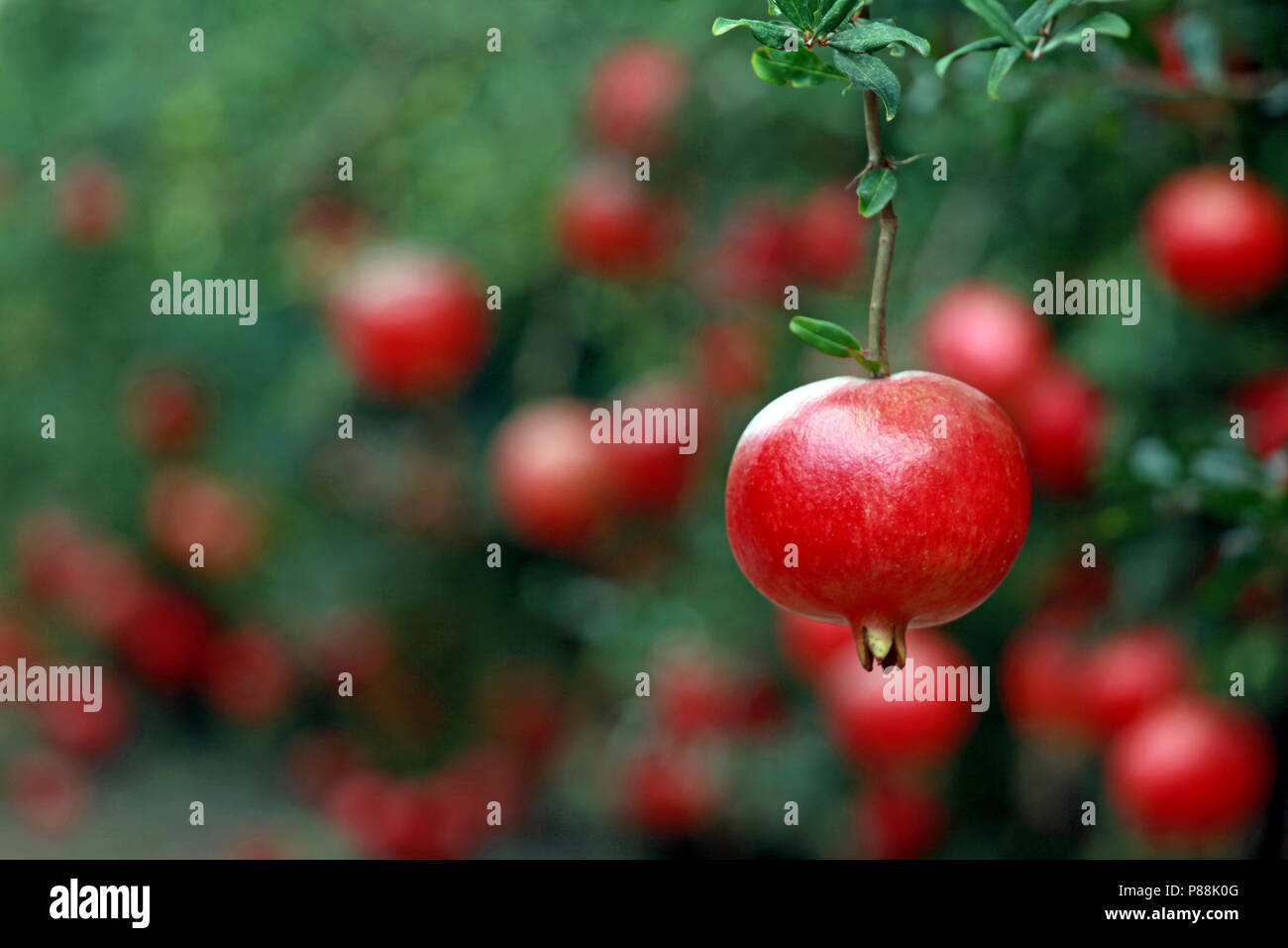 Pomegranate tree israel hi-res stock photography and images - Alamy