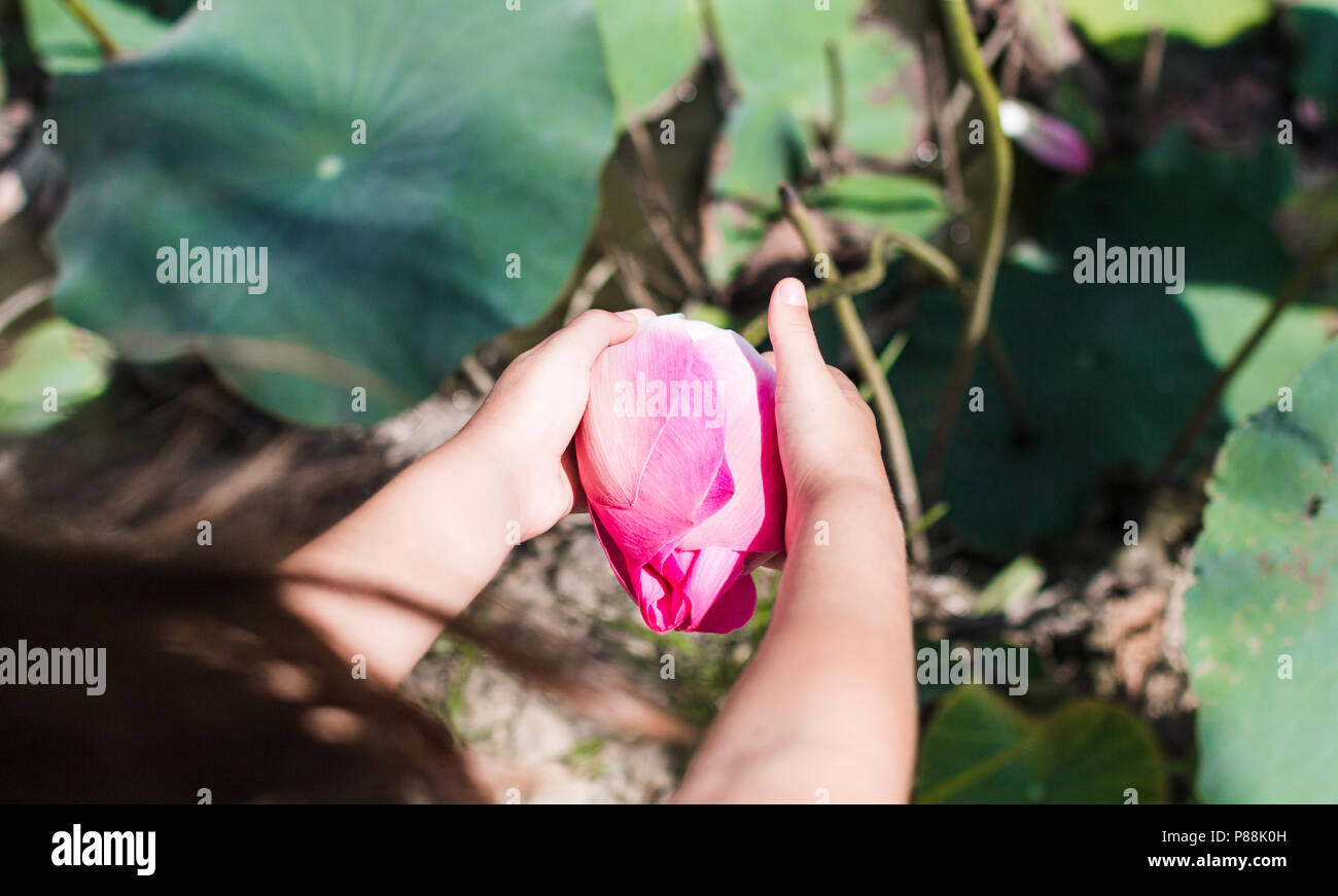 This beautiful waterlily or lotus flower is complimented by the rich ...