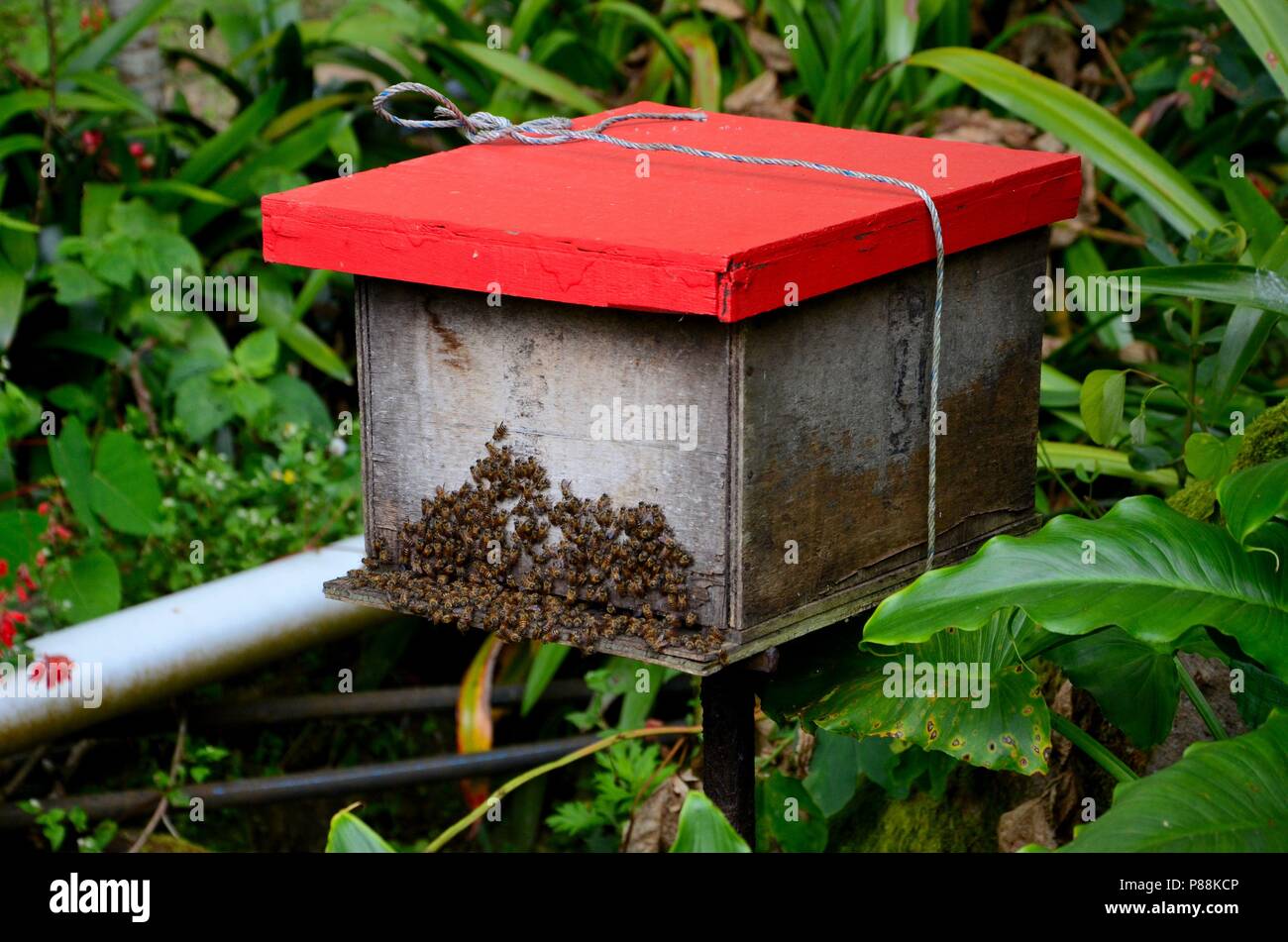 Red wood box with honey bees to create for honey and bee wax Cameron ...