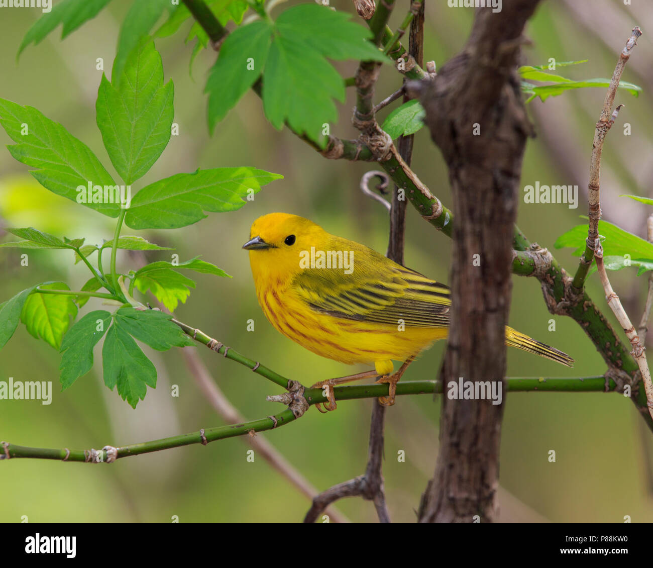 Dendroica aestiva hi-res stock photography and images - Alamy