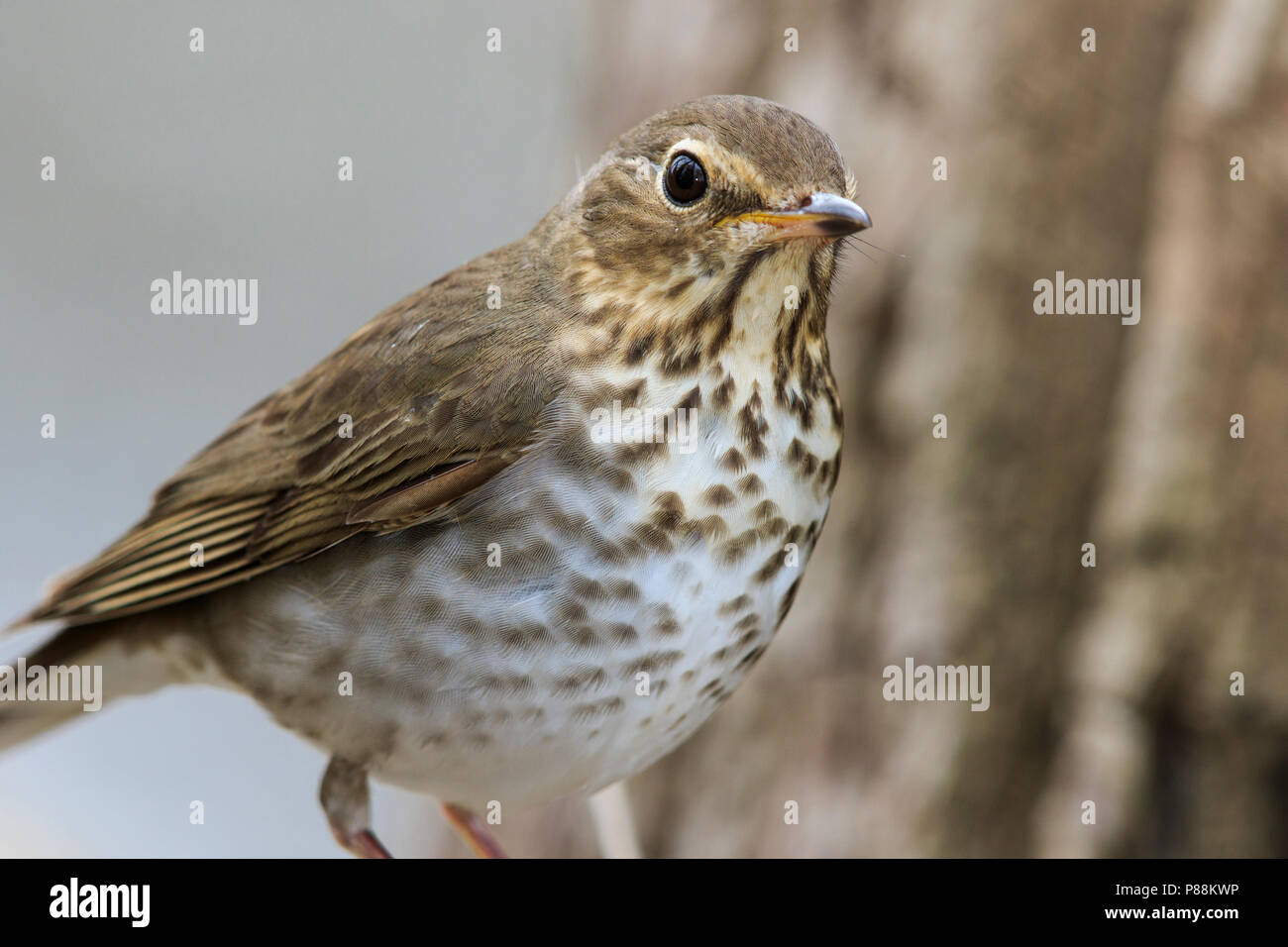 Swainson's thrush (Catharus ustulatus Stock Photo - Alamy