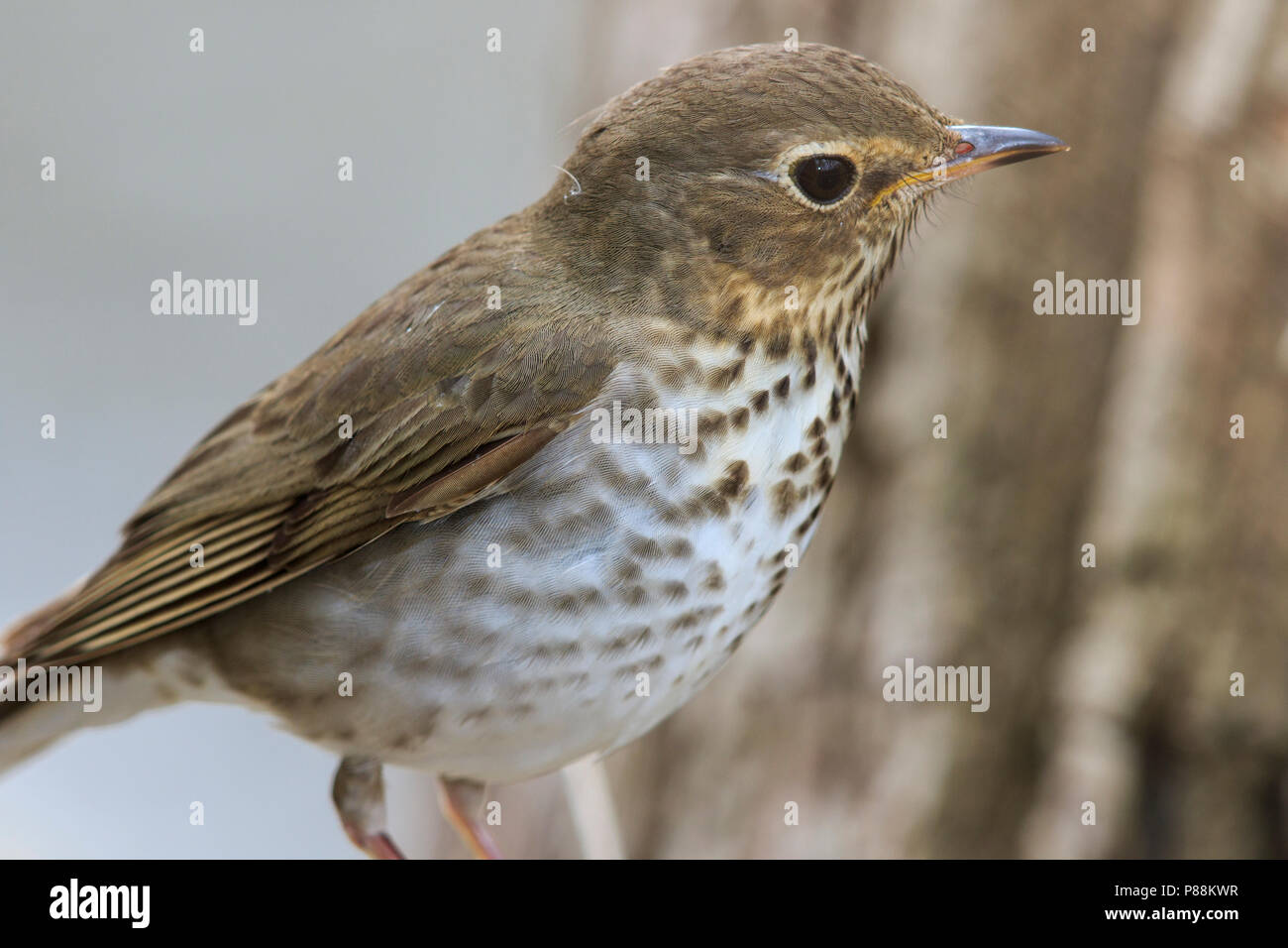 Catharus ustulatus hi-res stock photography and images - Alamy