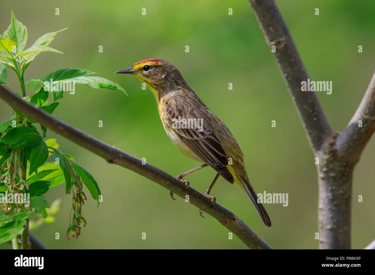 Palmarum hi-res stock photography and images - Alamy