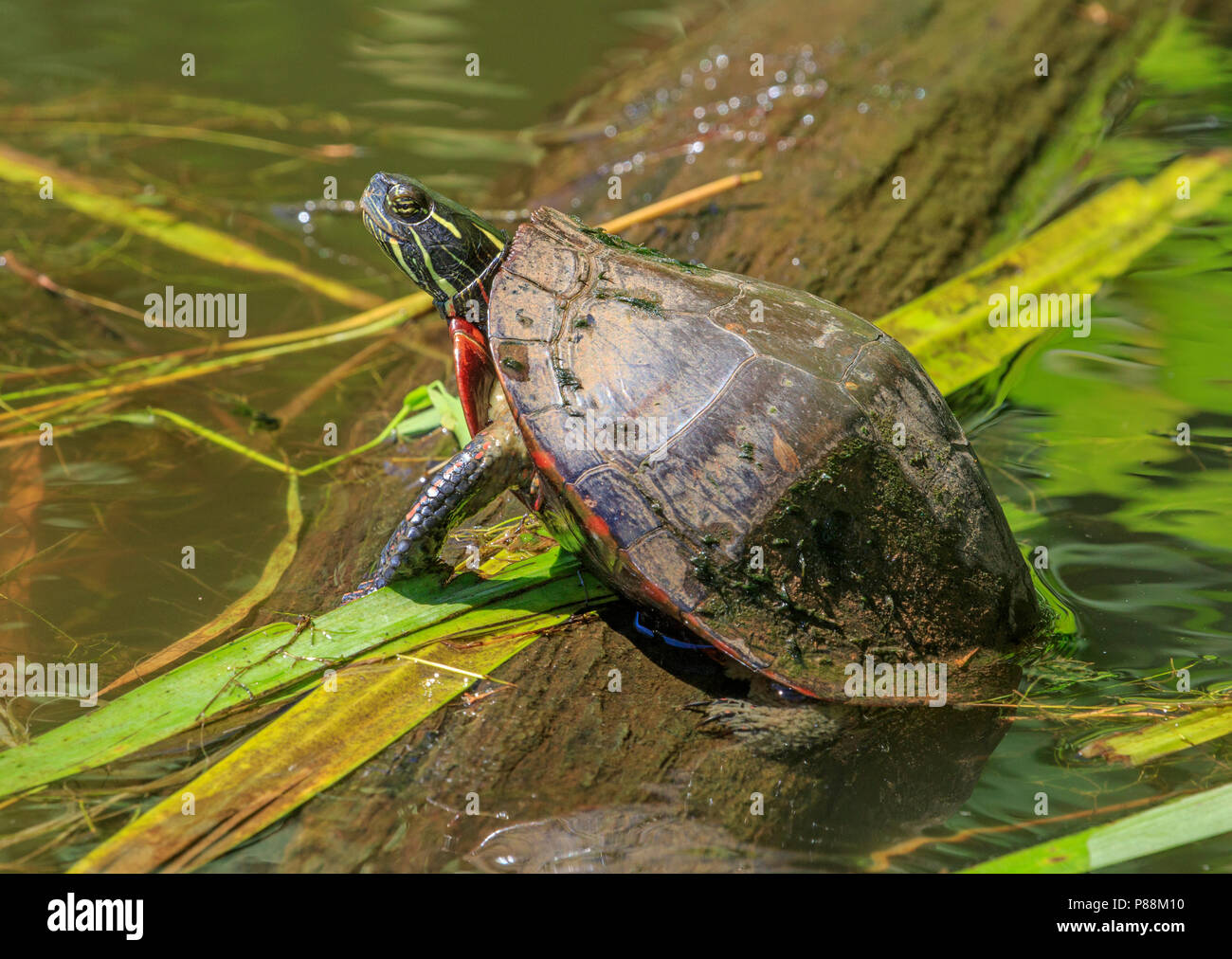 Midland Painted Turtle (Chrysemys picta marginata) basking on a log ...