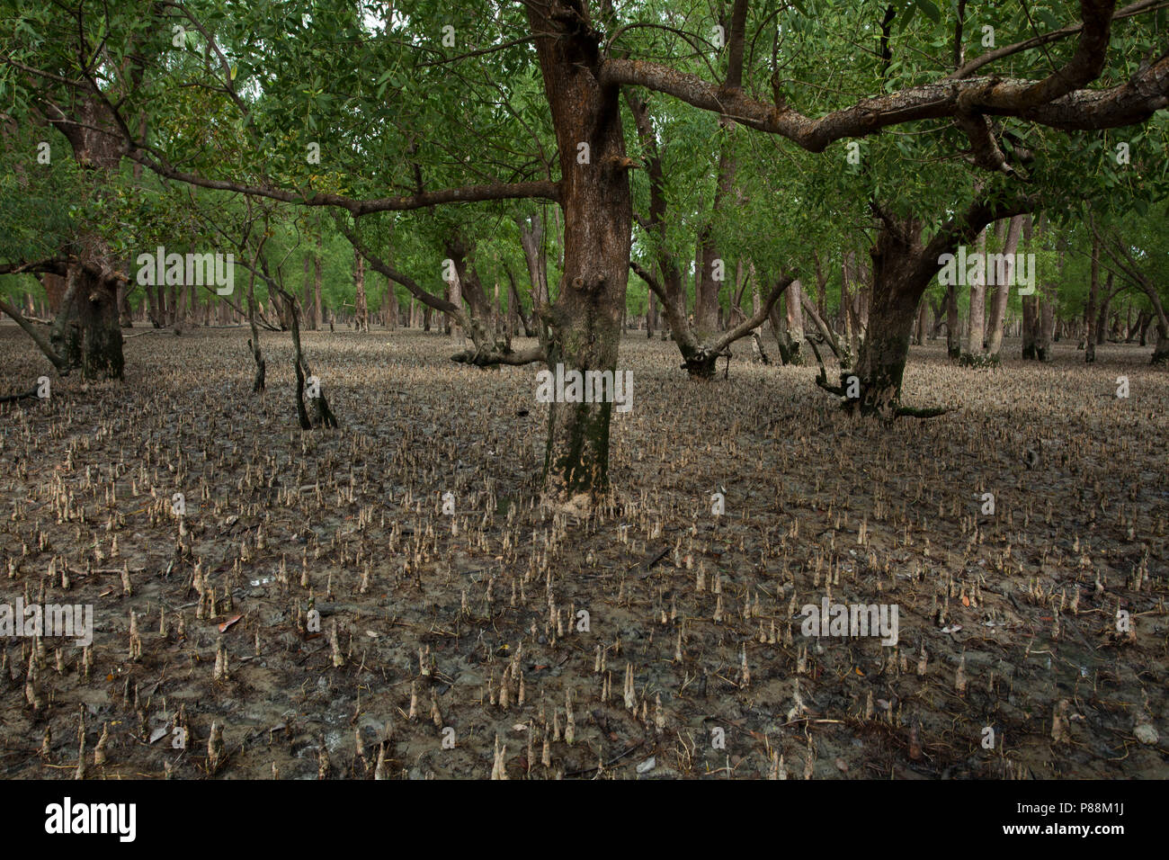 The Sundarbans, a UNESCO World Heritage Site and a wildlife sanctuary ...