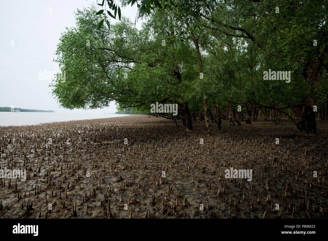 The Sundarbans, a UNESCO World Heritage Site and a wildlife sanctuary ...