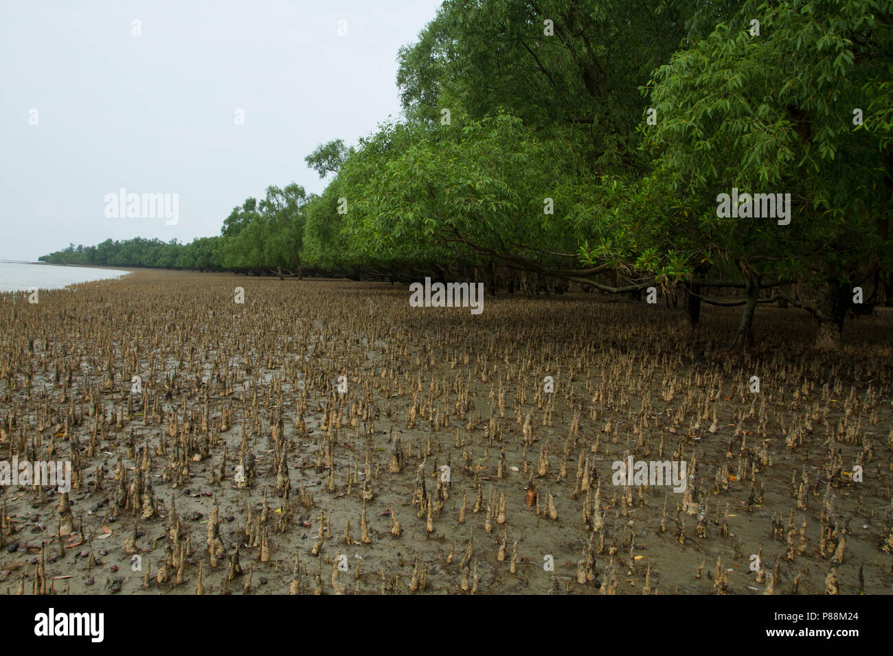 The Sundarbans, a UNESCO World Heritage Site and a wildlife sanctuary ...