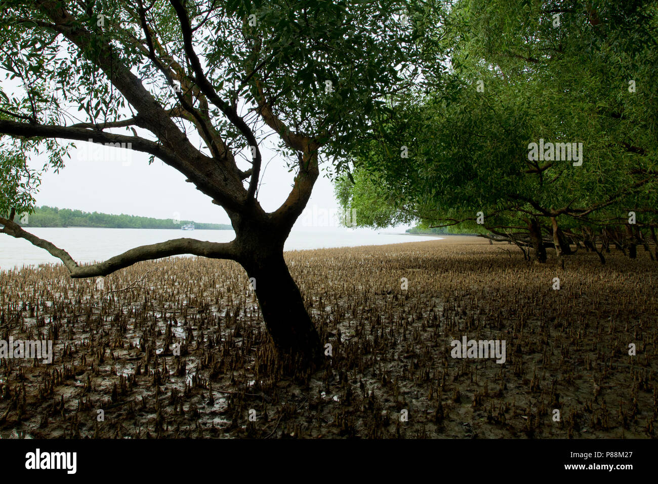The Sundarbans, a UNESCO World Heritage Site and a wildlife sanctuary ...