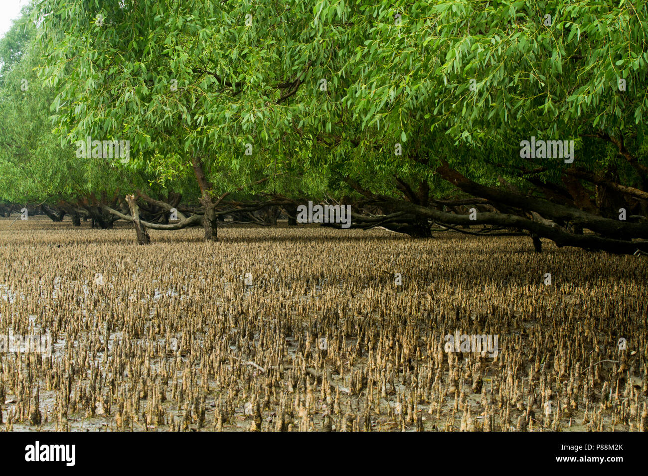 The Sundarbans, a UNESCO World Heritage Site and a wildlife sanctuary ...