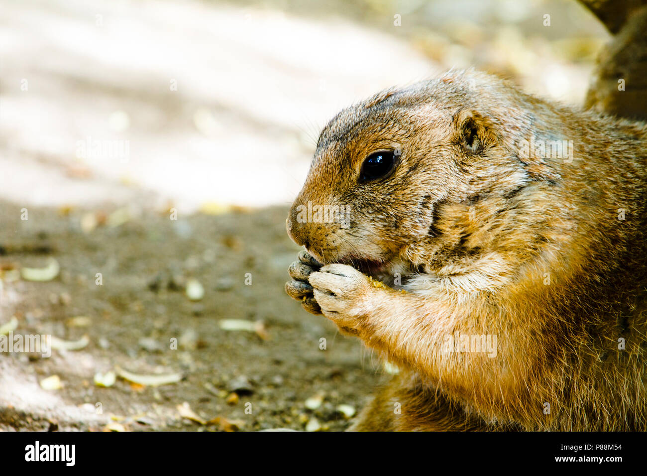 Groundhog close up profile hi-res stock photography and images - Alamy