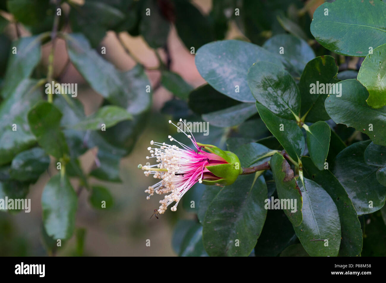 Ora Flower at the Sundarbans, a UNESCO World Heritage Site and a ...
