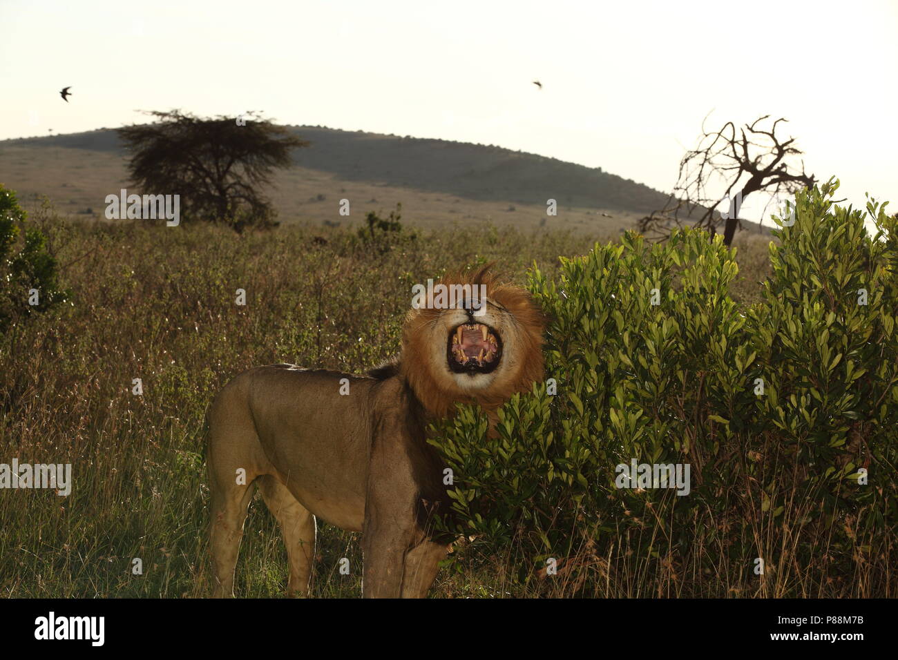 Male lion Flehmen Response Masai Mara Kenya Stock Photo - Alamy