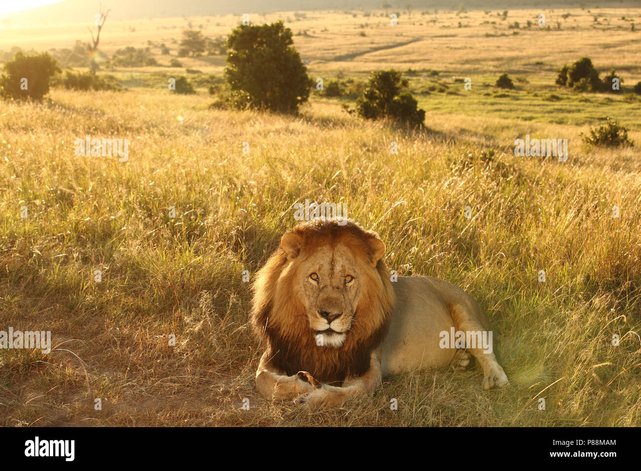 Male lion during the sunrise of Masai Mara Kenya Stock Photo - Alamy