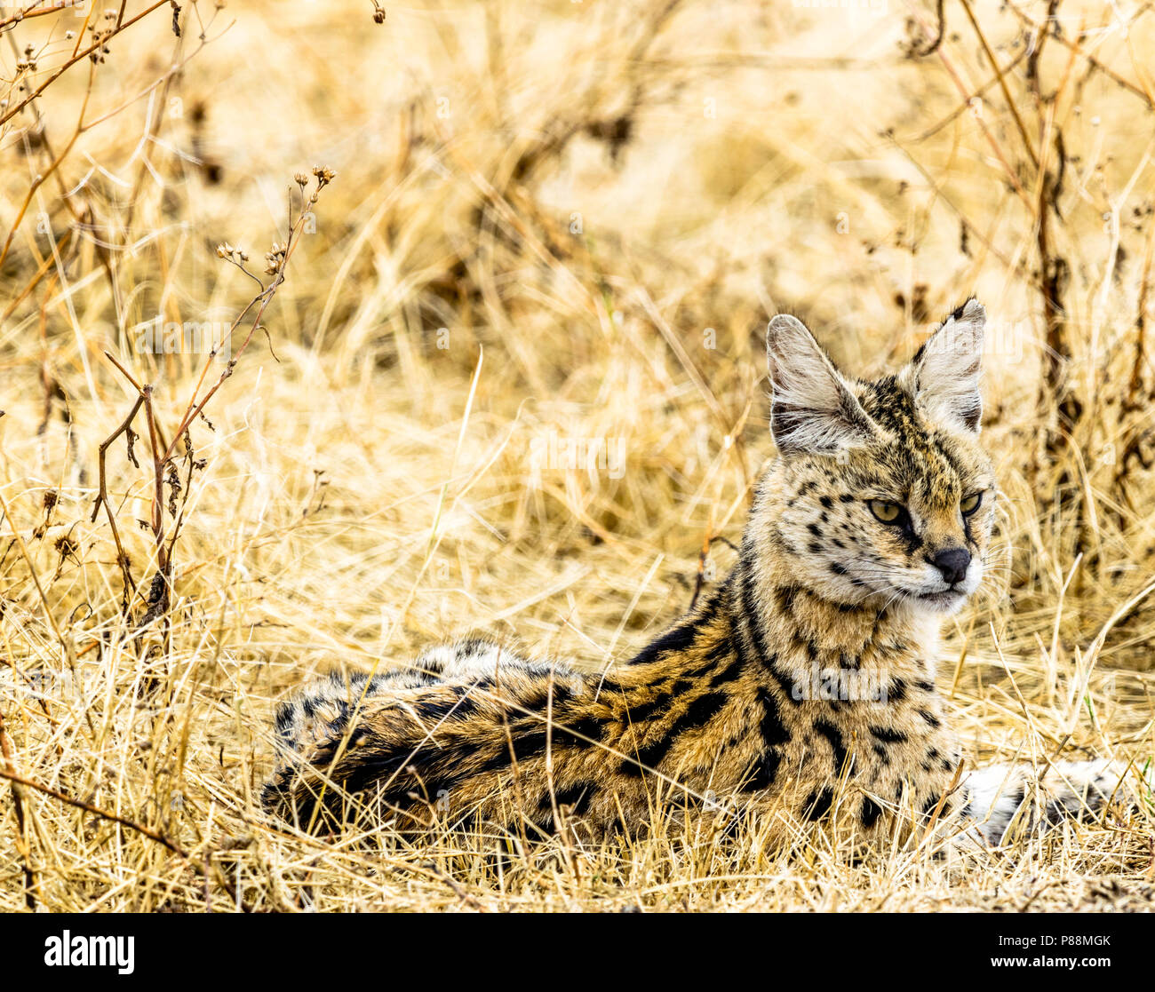 African cat hi-res stock photography and images - Alamy