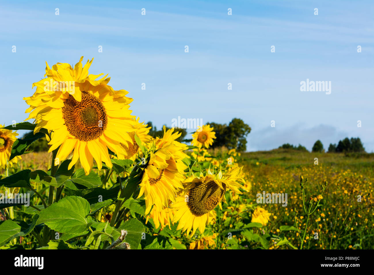 Summer blooming field with yellow sunflower flowers. Agricultural land ...