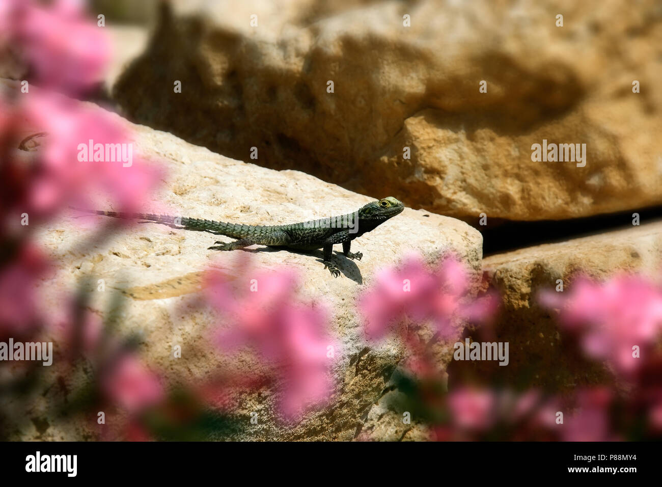 close up shot of lizard on rock Stock Photo - Alamy