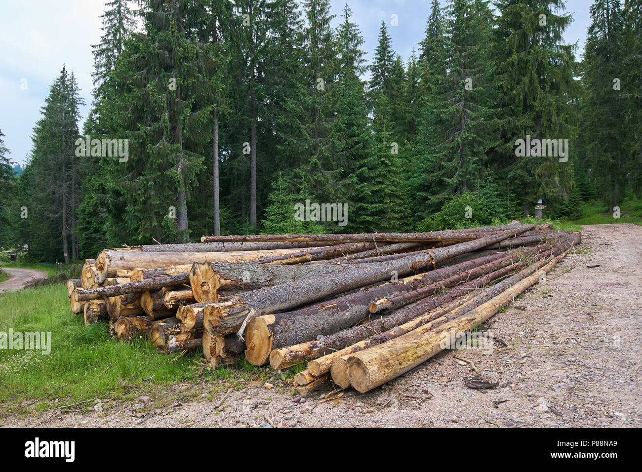 Lumbering, aggressive deforestation in Romanian national parks Stock ...
