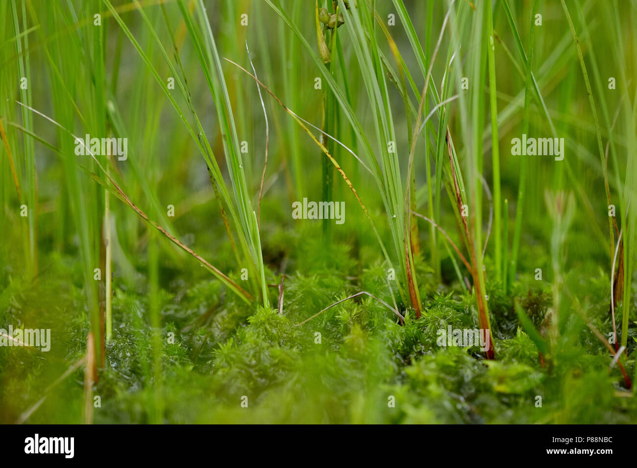 Blades of moss hi-res stock photography and images - Alamy