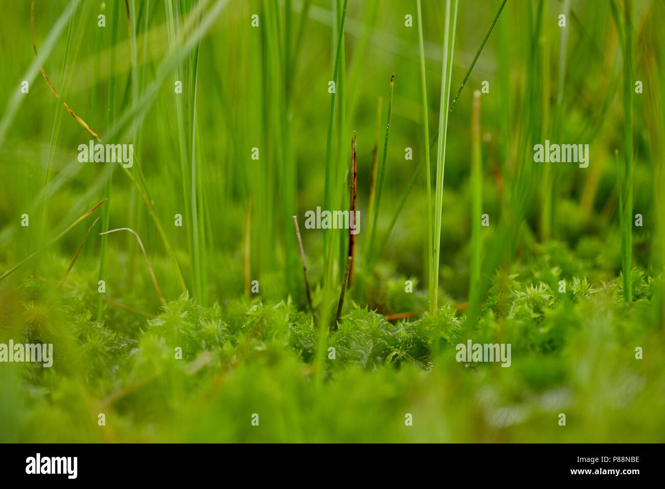 Closeup of grass blades and moss in a swamp Stock Photo - Alamy