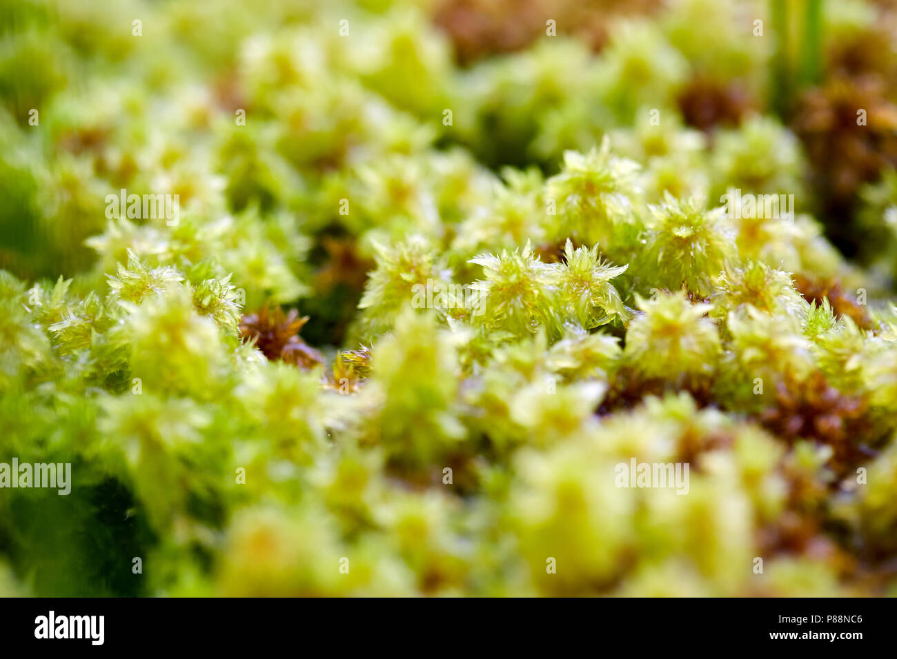 Detailed closeup view swamp hi-res stock photography and images - Alamy