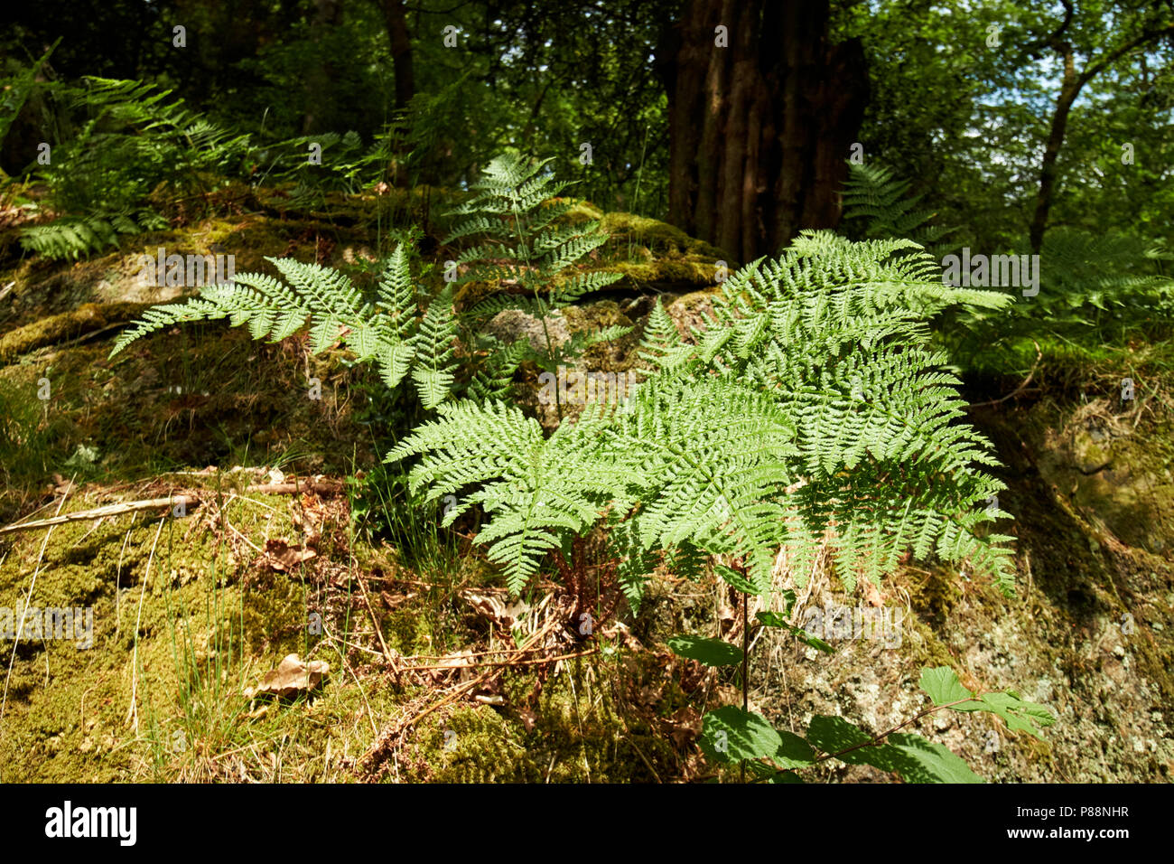 fern growing in a forest in the lake district cumbria england uk Stock ...