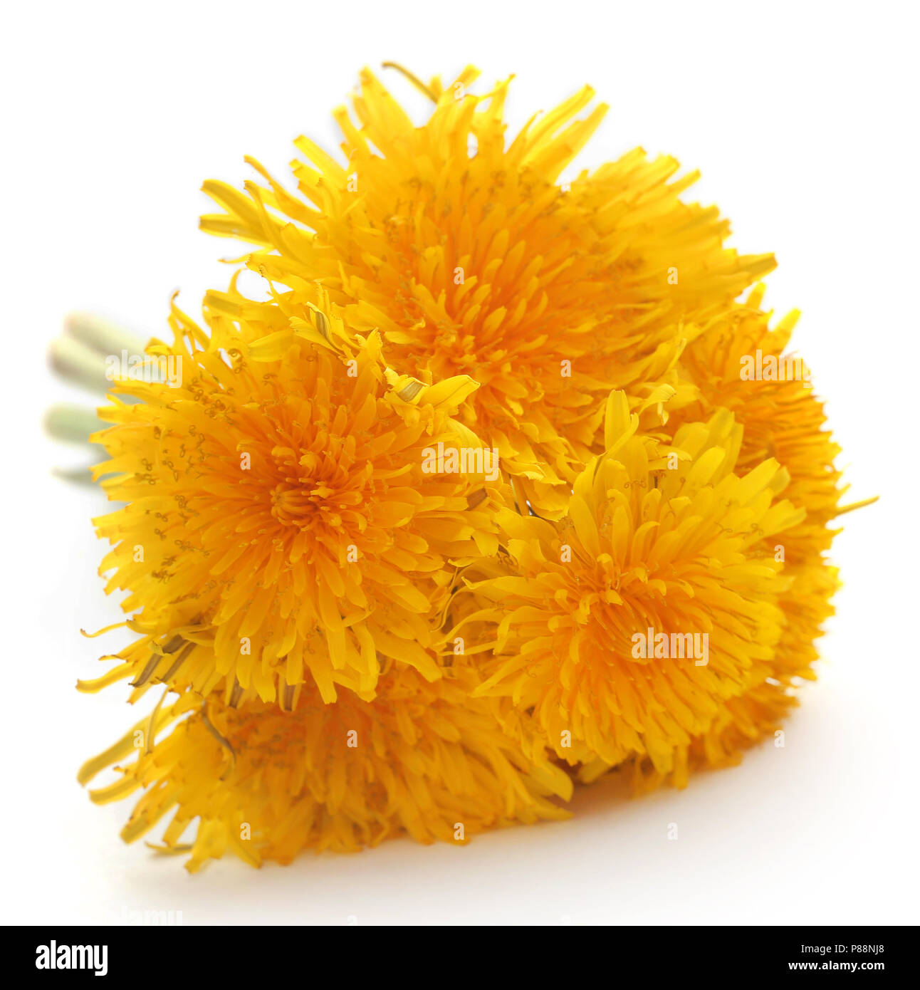 Medicinal dandelion over white background Stock Photo - Alamy