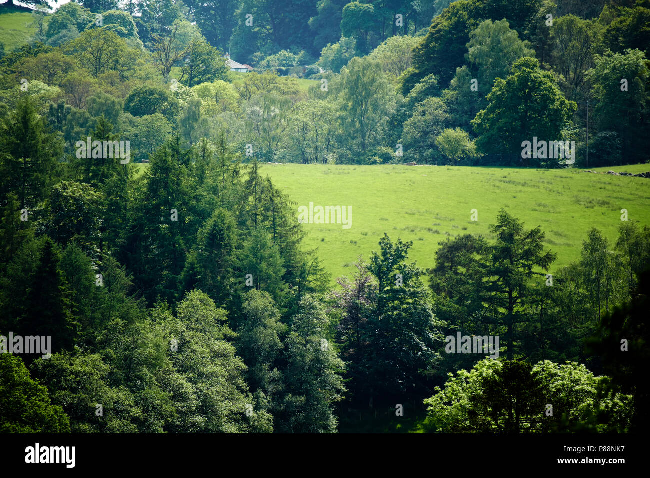 open field in a clearing in woodland near skelwith bridge in the lake ...