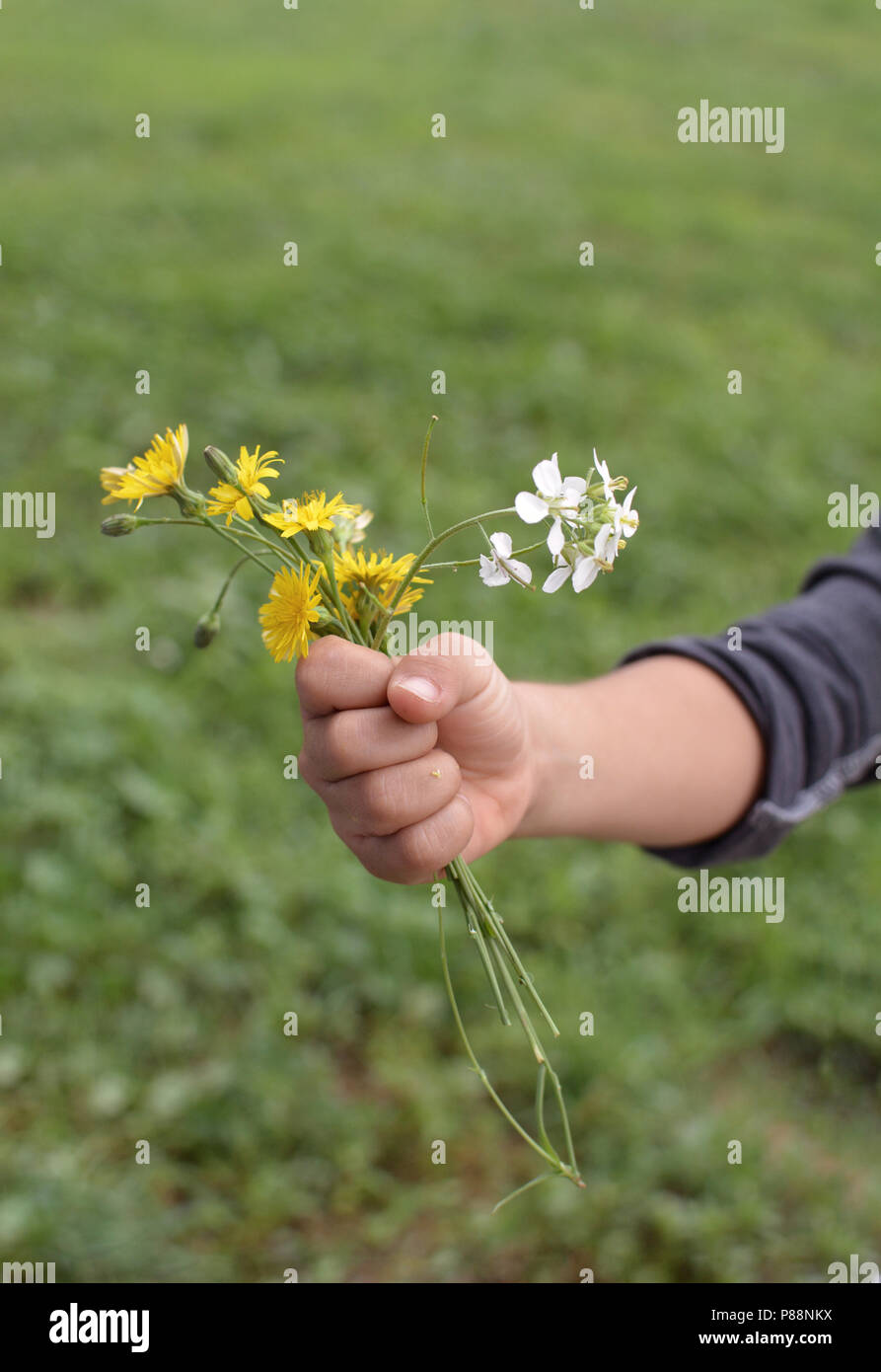 CHILD HAND HOLDING LITTLE FLOWERS WITH LOVE FOCUS ON FLOWERS Stock ...