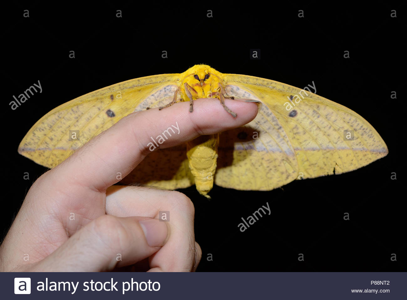 Night Butterfly Stock Photos & Night Butterfly Stock Images - Alamy