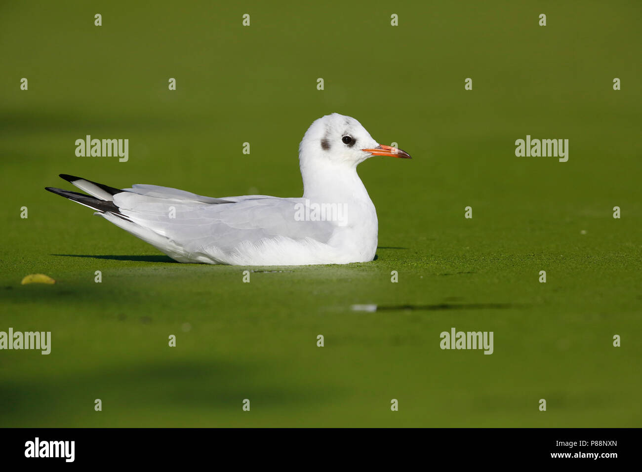Kokmeeuw in kroos; Black-headed Gul in duckweed Stock Photo - Alamy