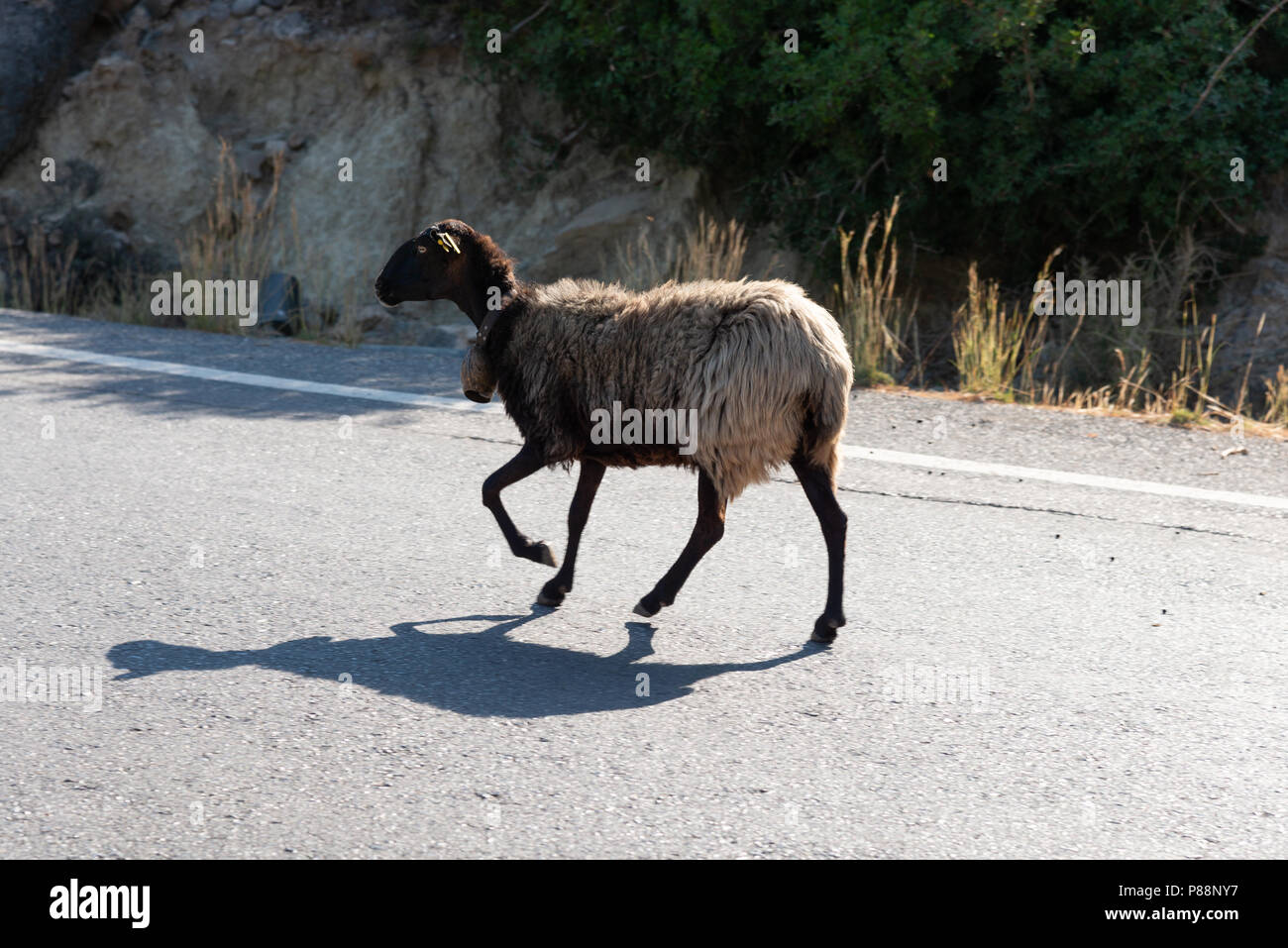 Flock of sheep in the crete hi-res stock photography and images - Alamy