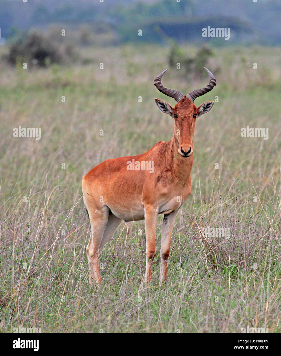 Kongoni hi-res stock photography and images - Alamy