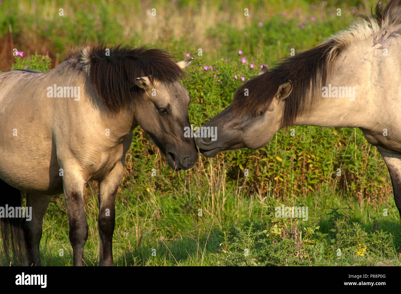Konik paard, Konik Horse Stock Photo - Alamy