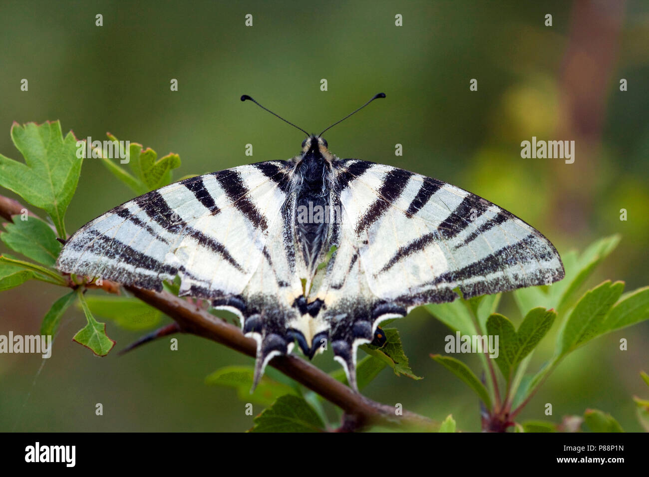 Butterflies of greece hi-res stock photography and images - Alamy