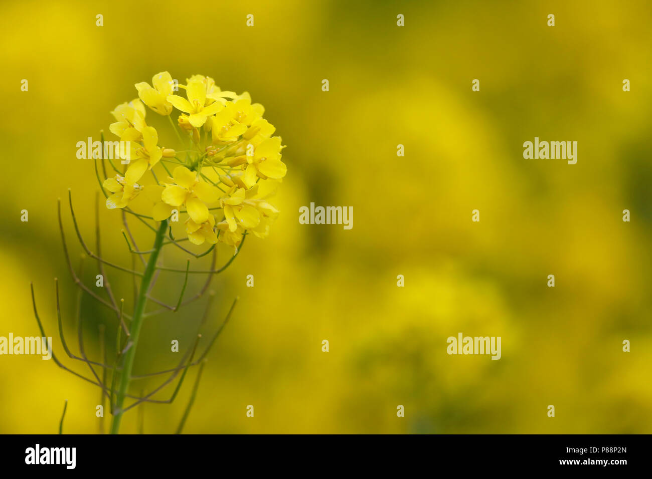 Rapeseed hi-res stock photography and images - Alamy