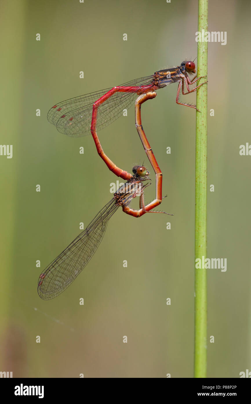 Mating wheel of hi-res stock photography and images - Alamy