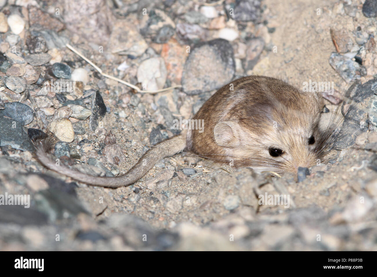Jerboa hi-res stock photography and images - Alamy