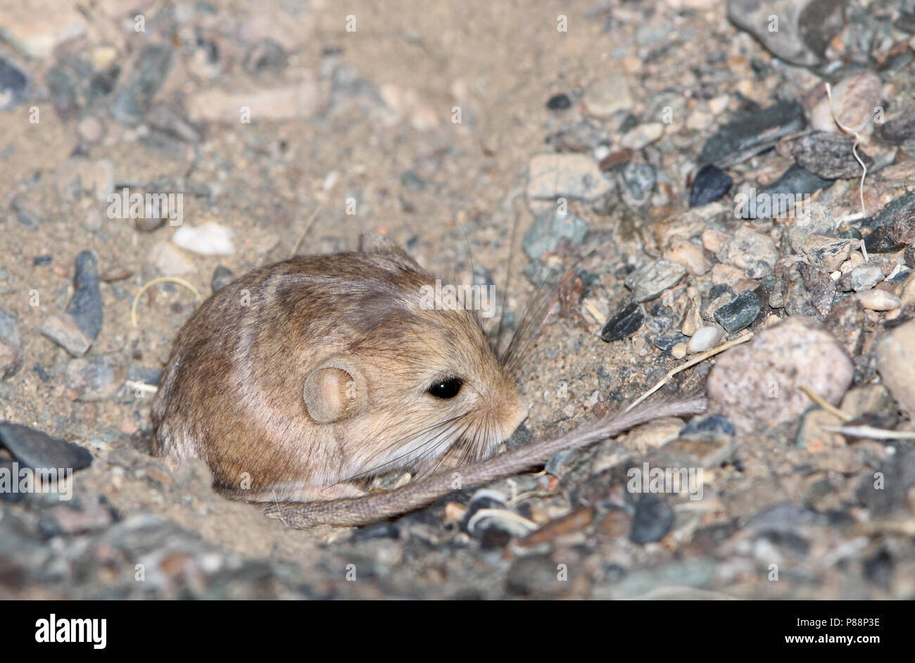 Pygmy Jerboa Amazon.com: IPhone 13 Pygmy Jerboa With Coffee Watercolor