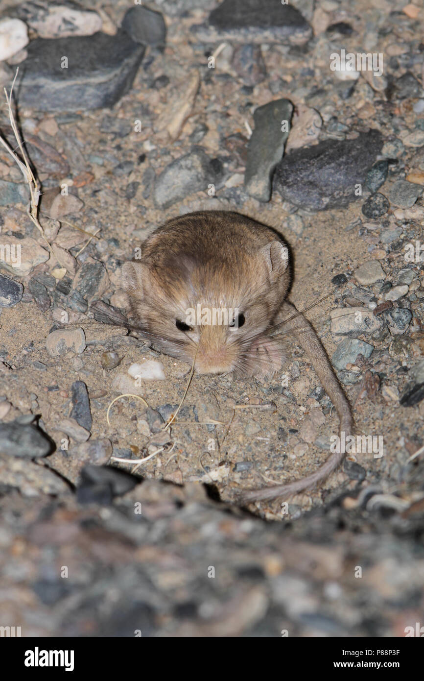 Kozlov's Pygmy Jerboa (Salpingotus kozlovi) a native species of rodent ...