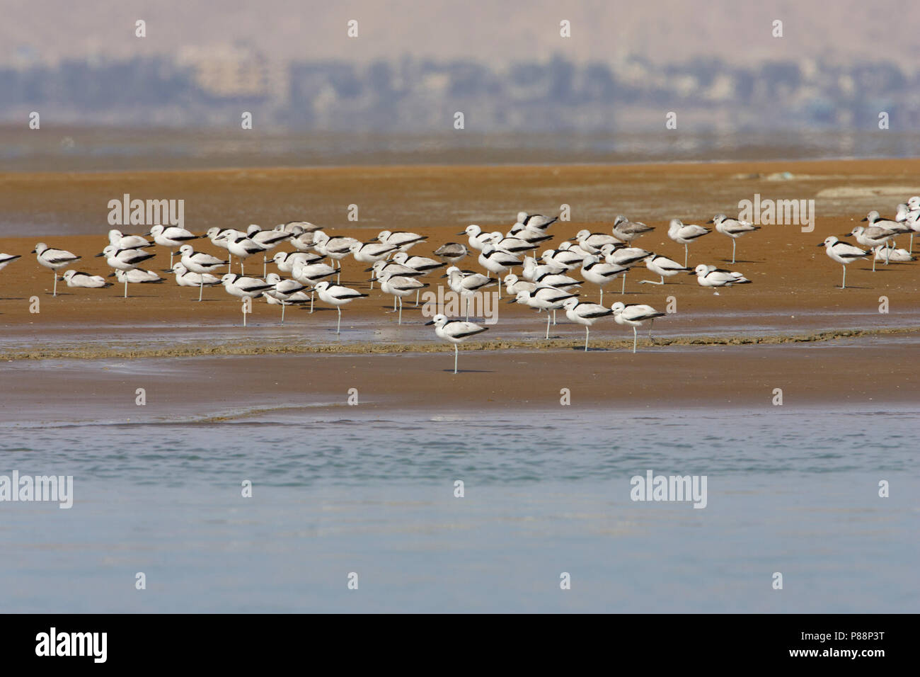 Crab plover dromas ardeola adult hi-res stock photography and images ...