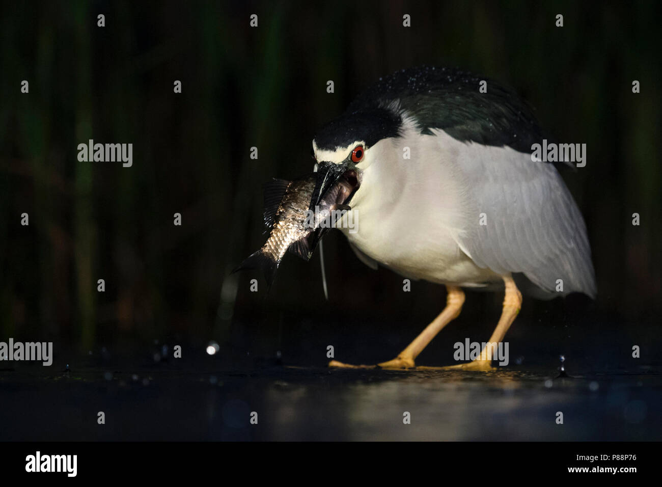 Kwak met gevangen vis in bek; Black-crowned Night Heron with caught ...