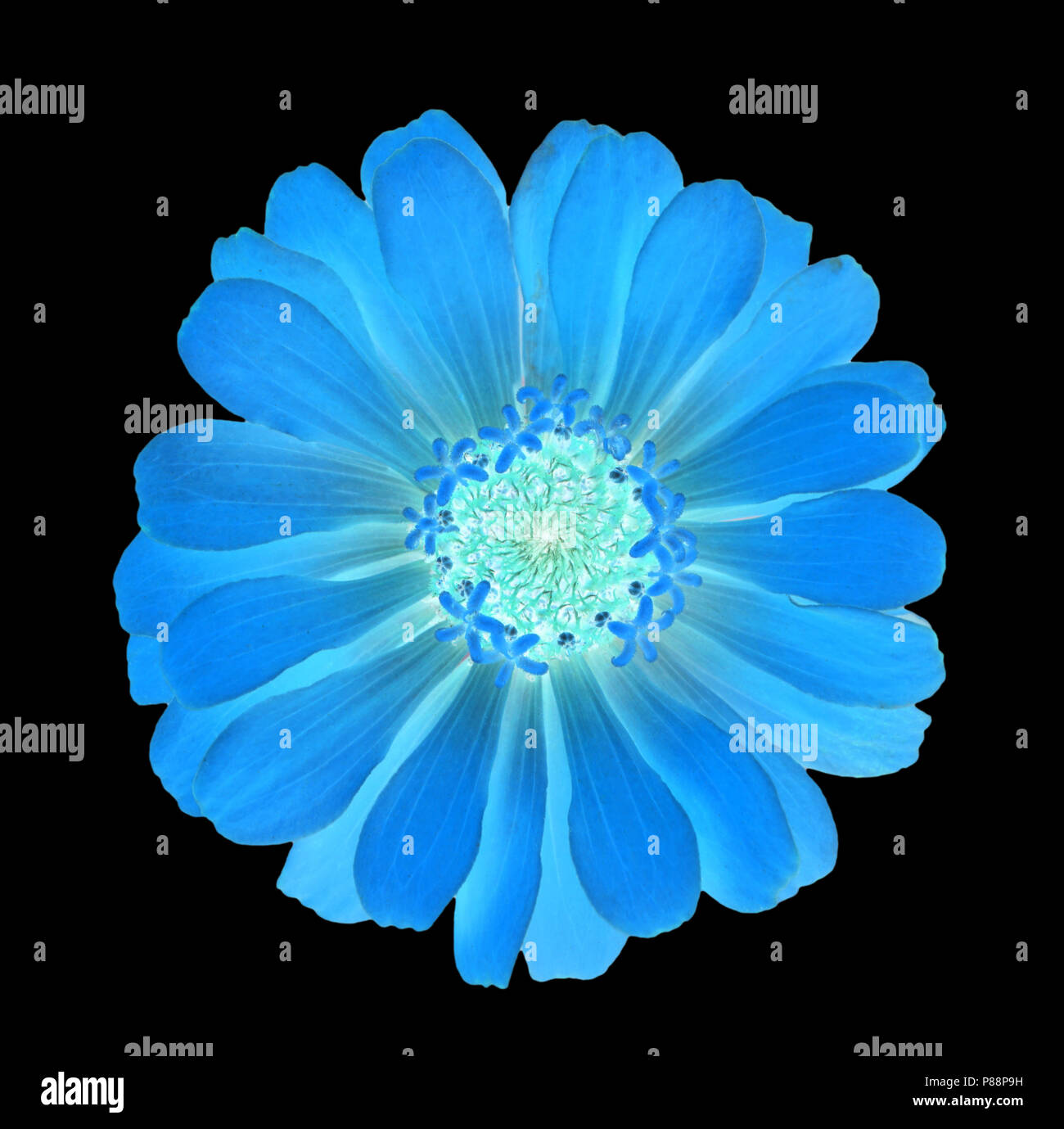 Blue Glowing Flower