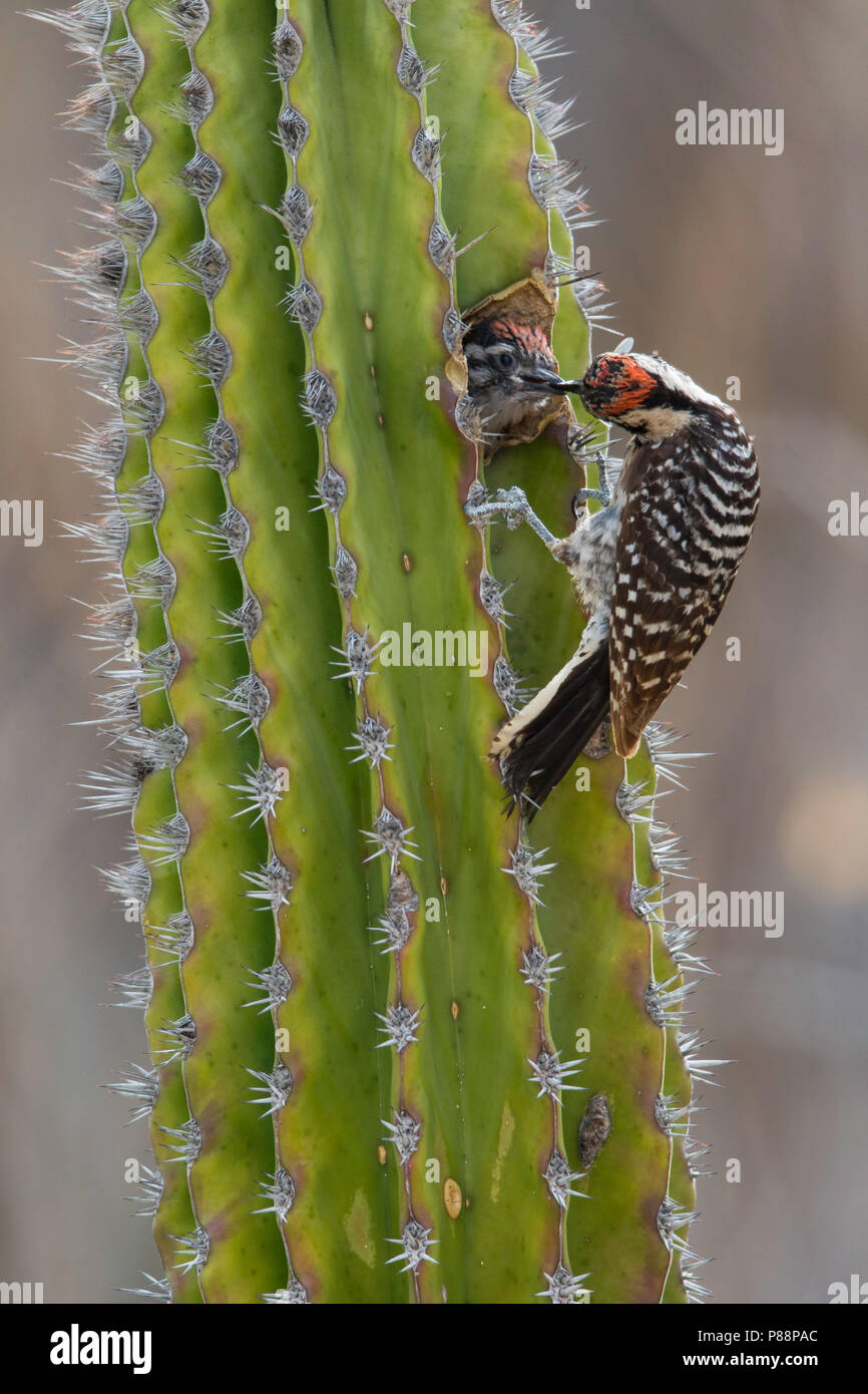 Ladder-backed Woodpecker (Picoides scalaris) at its nest in a cactus ...