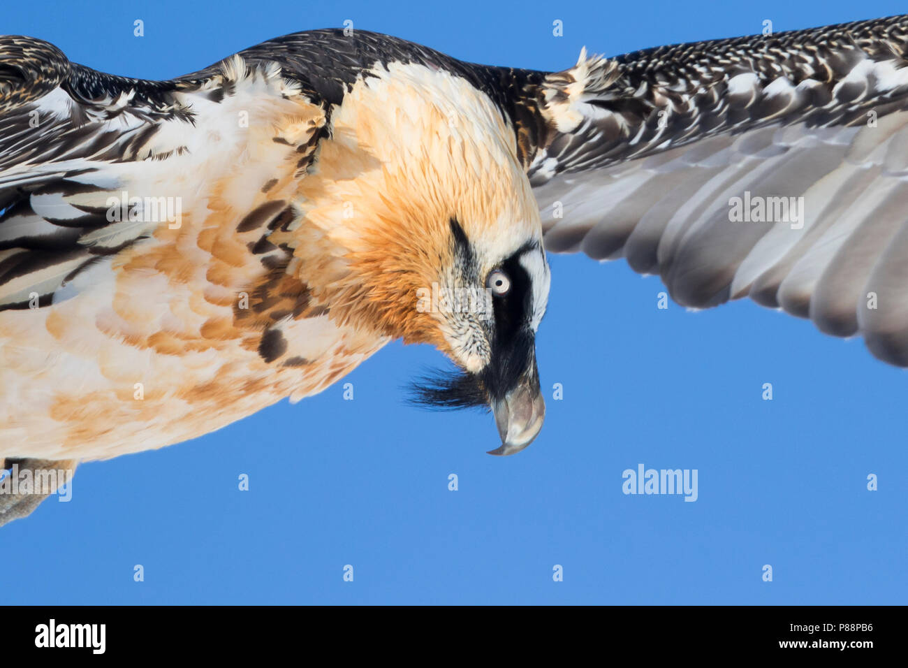 Bearded Vulture (Gypaetus barbatus ssp. barbatus), in flight over snow ...