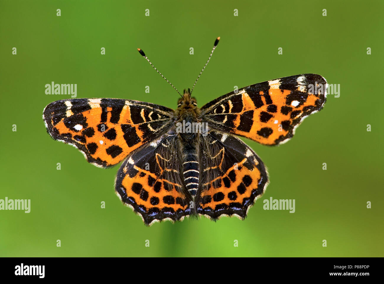 Eerste generatie Landkaartje / First generation Map butterfly ...