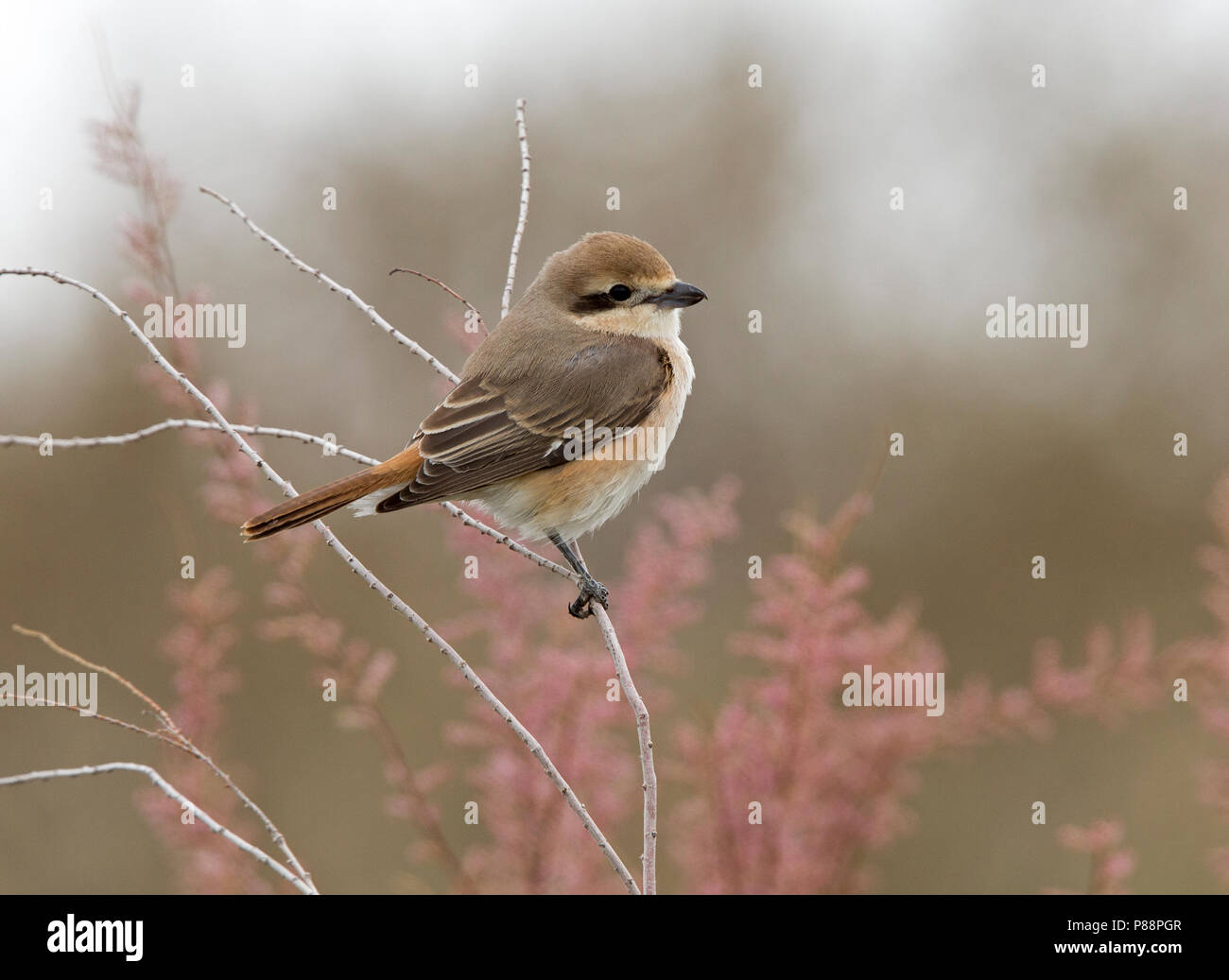 Red-tailed Shrike, Turkestaanse Klauwier, Lanius phoenicuroides Stock ...
